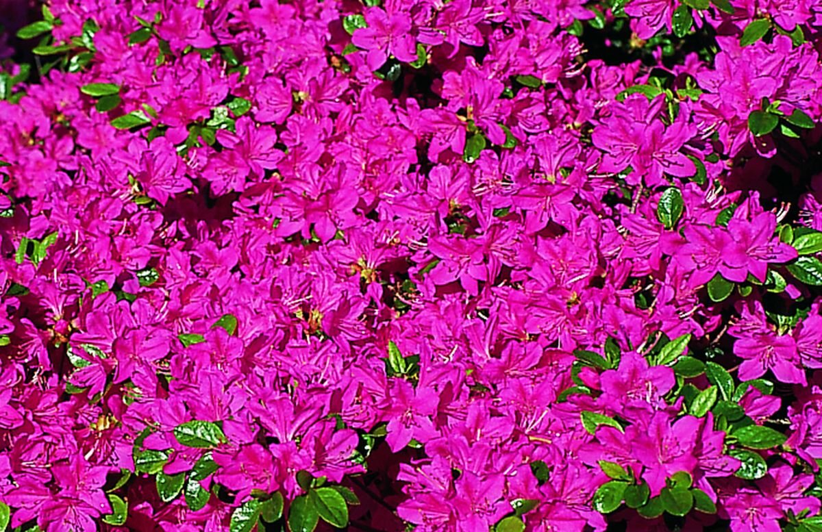 Rhododendron obtusum 'Kermesina' - Japanische Azalee, 13,00