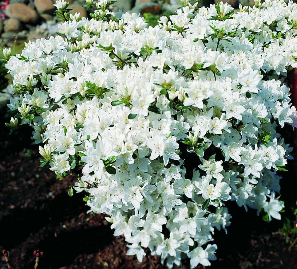 Rhododendron obtusum 'Kermesina Alba' - Japanische Azalee, 22,95