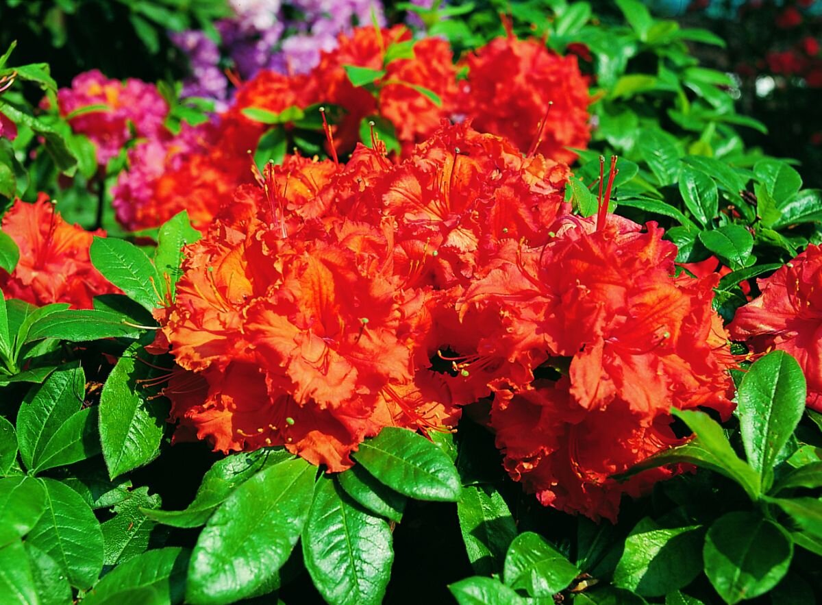 Rhododendron luteum 'Gibraltar' - Azalee, 28,95