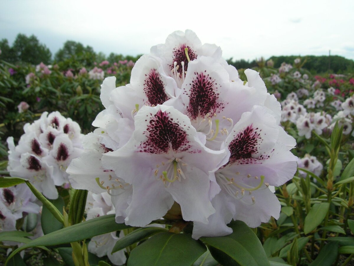 Rhododendron 'Calsap'® INKARHO, 34,95