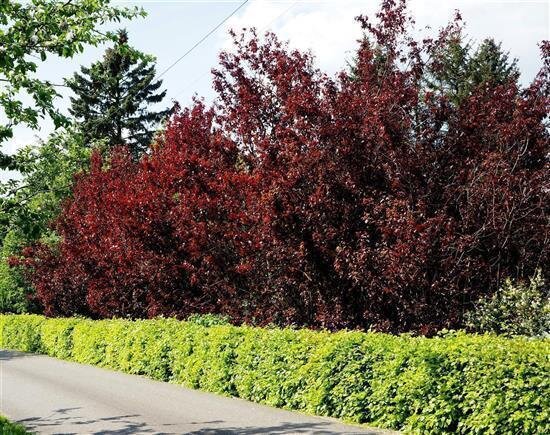 Blutpflaume Frühlingsblüher in Rosa - Prunus cerasifera 'Nigra', 28,95