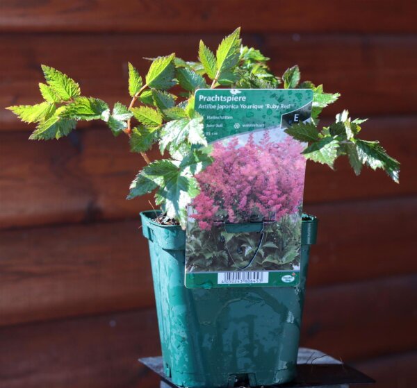 Astilbe japonica 'Younique Ruby Red' ® - Prachtspiere, 6,35