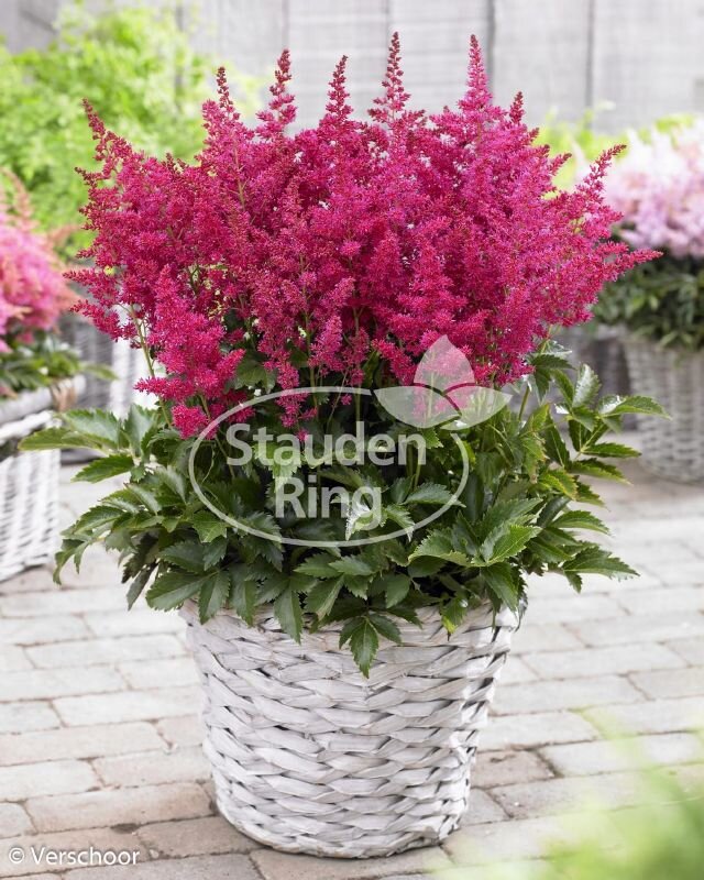 Prachtspiere - Astilbe japonica 'Younique Ruby Red' ® Staude im 1 Lit ...