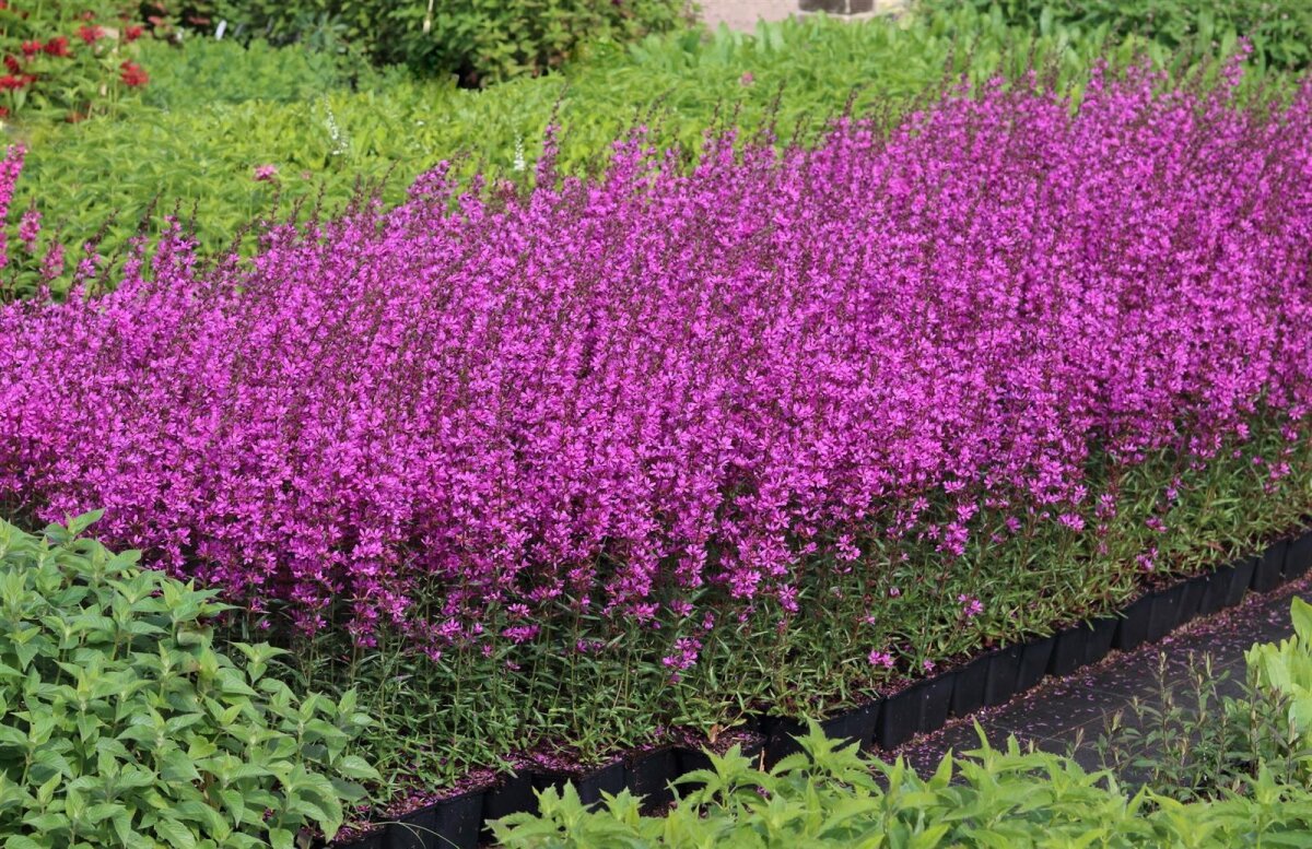 Rutenweiderich 'Dropmore Purple' hier erhältlich, 5,75