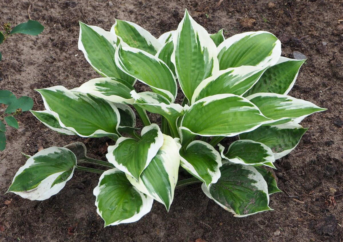 Weißrand-Funkie - Hosta x fortunei 'Patriot' Staude im 1-Liter Topf, 7,25