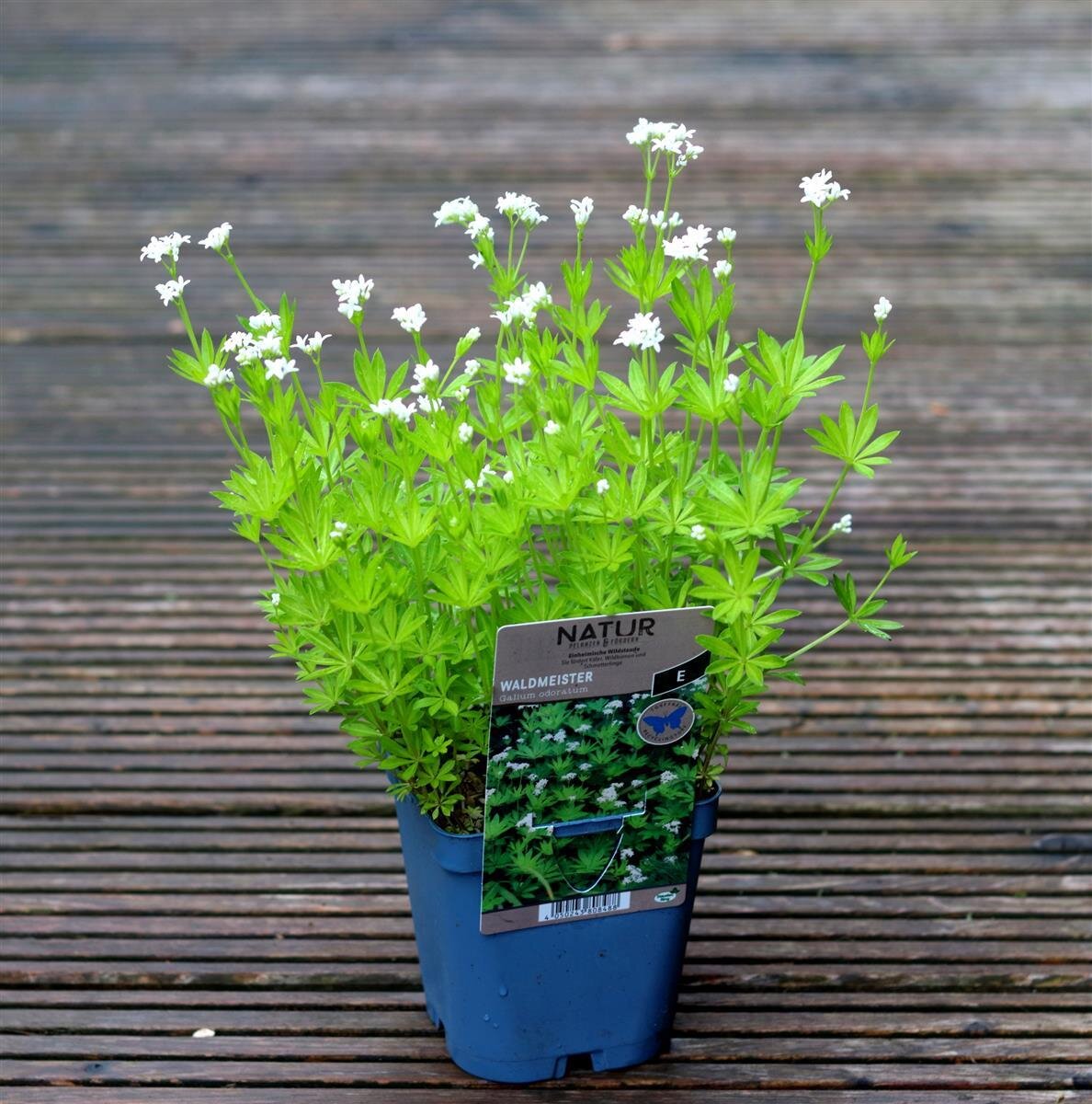 Waldmeister - Galium odoratum - Staude im 1 Liter Topf, 5,75