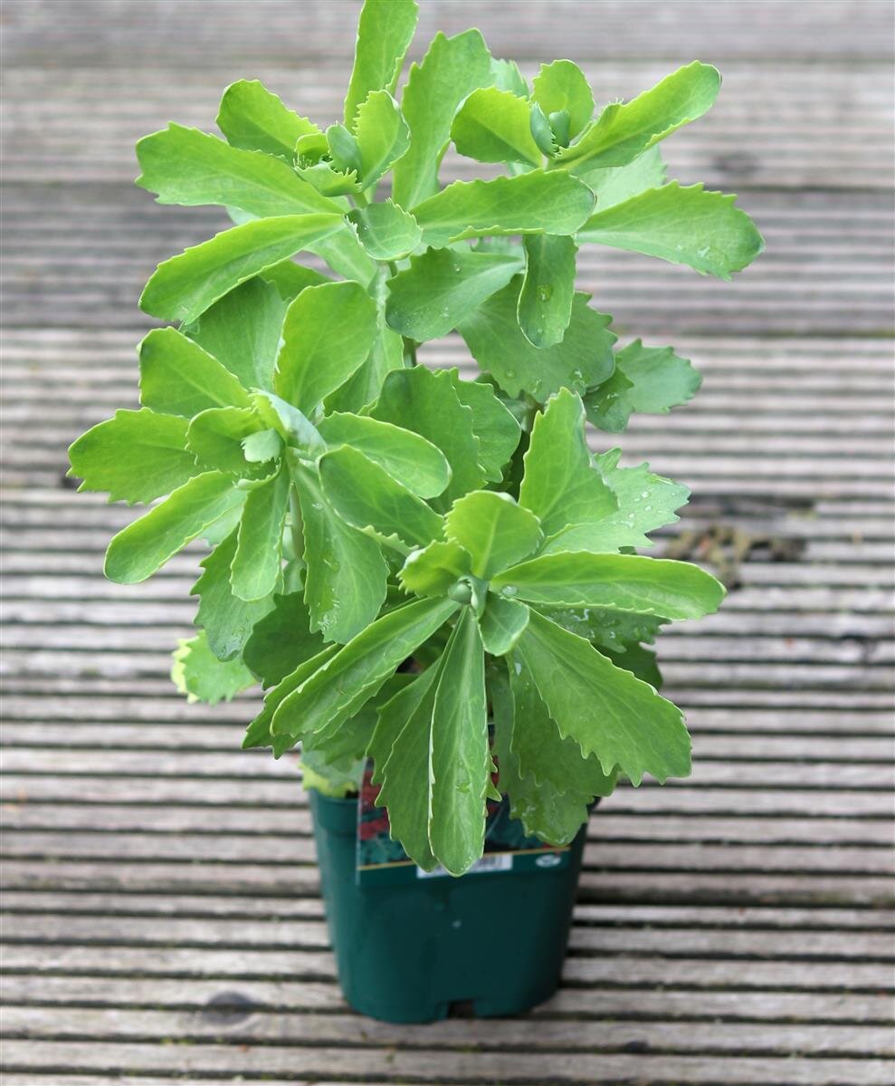Fetthenne - Sedum telephium 'Herbstfreude' Staude im 1 Liter Topf, 6,95
