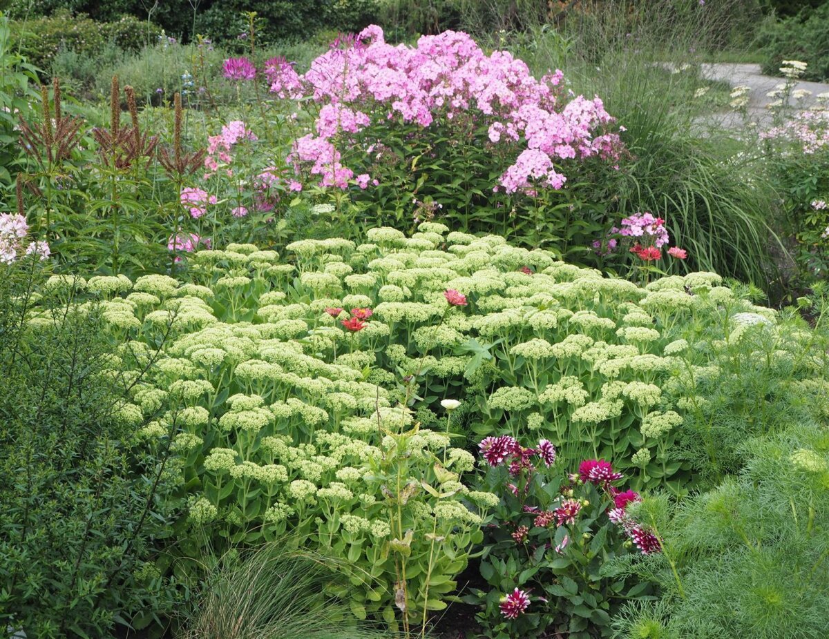 Fetthenne - Sedum telephium 'Herbstfreude' Staude im 1 Liter Topf, 6,95