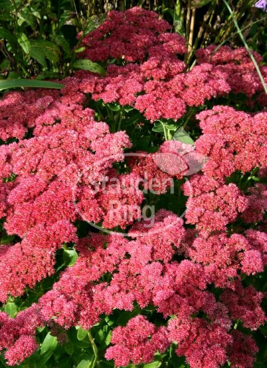 Fetthenne - Sedum telephium 'Herbstfreude' Staude im 1 Liter Topf, 6,95