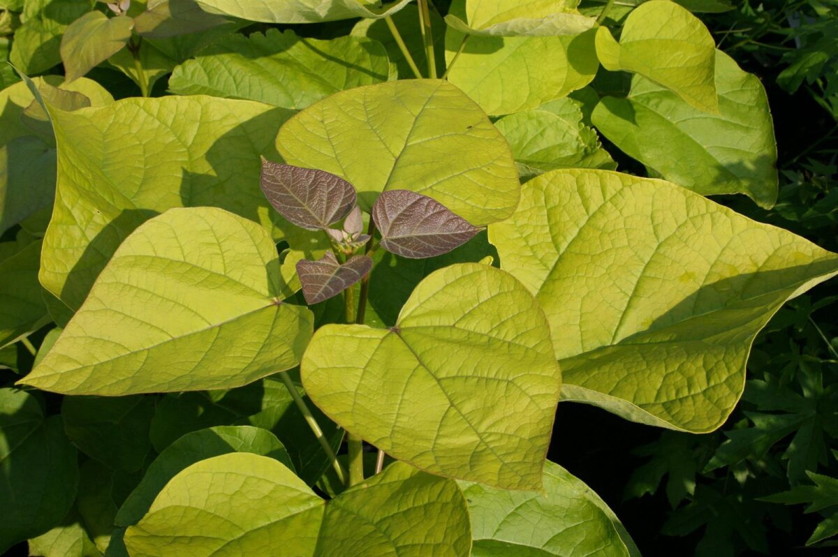 Gold-Trompetenbaum - Catalpa bignonioides 'Aurea', 64,95