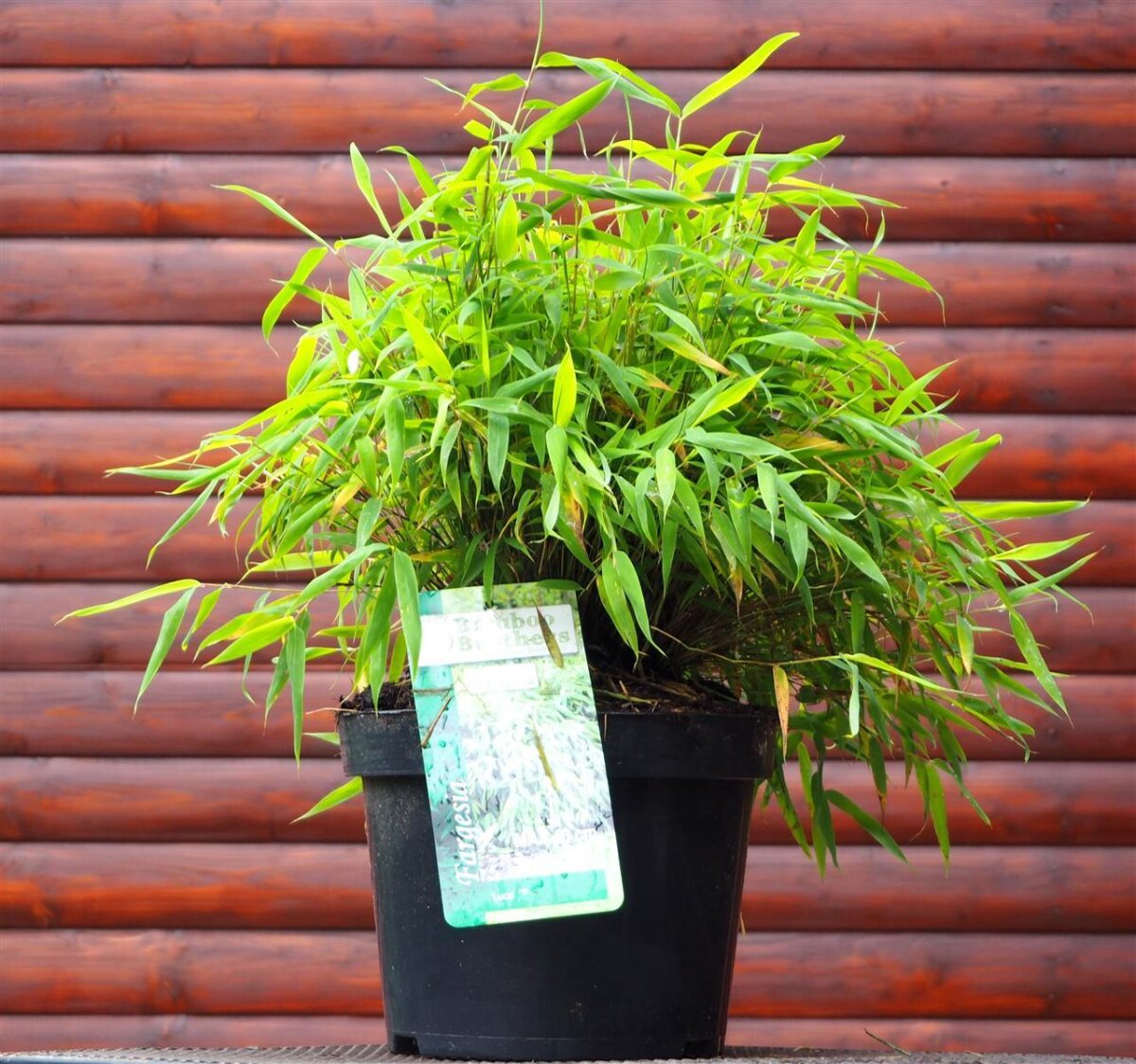 Kleinbambus - Fargesia murielae 'Luca', 32,95