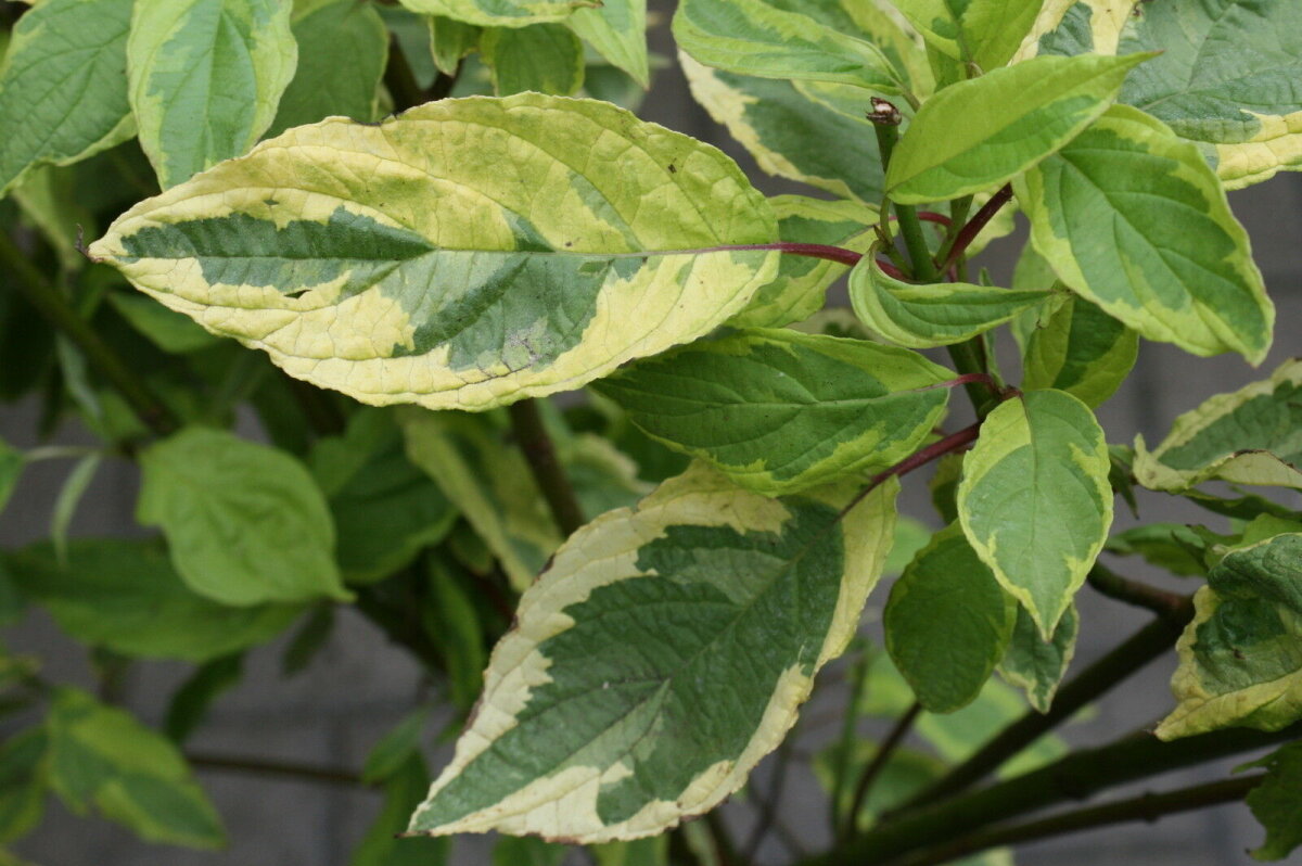 Cornus alba 'Spaethii' kaufen – Gelbbunter Hartriegel | Baumschule Au ...