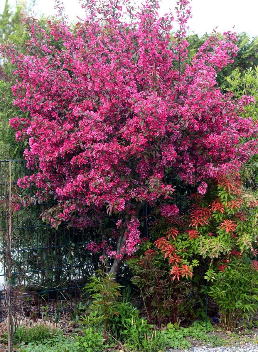 Zierapfelbaum Gartencenter Sängerhof