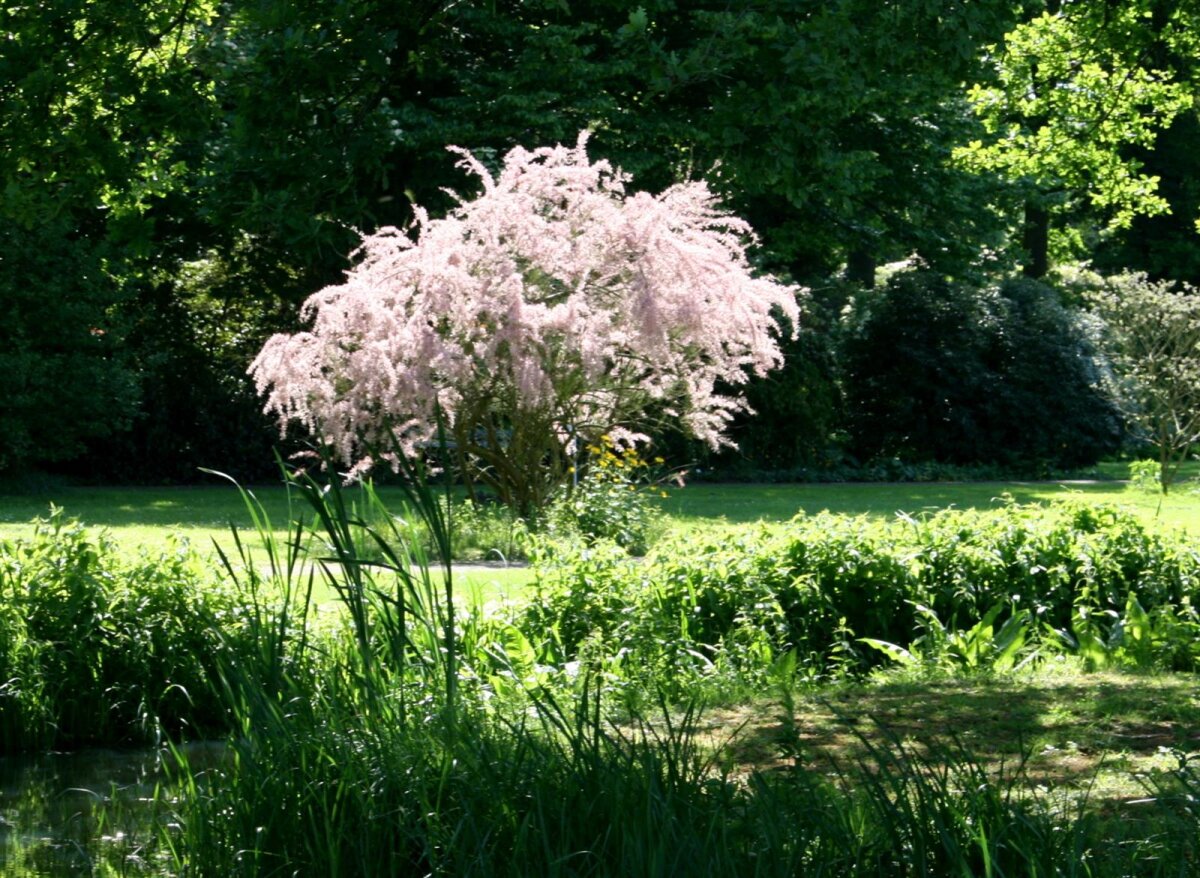 Sommertamariske - Heidetamariske - Tamariske - Tamarix pentandra, 19,95