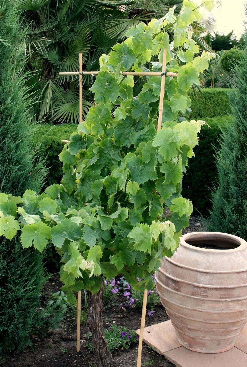 Rebstock 'Phoenix' Vitis vinifera, 21,95
