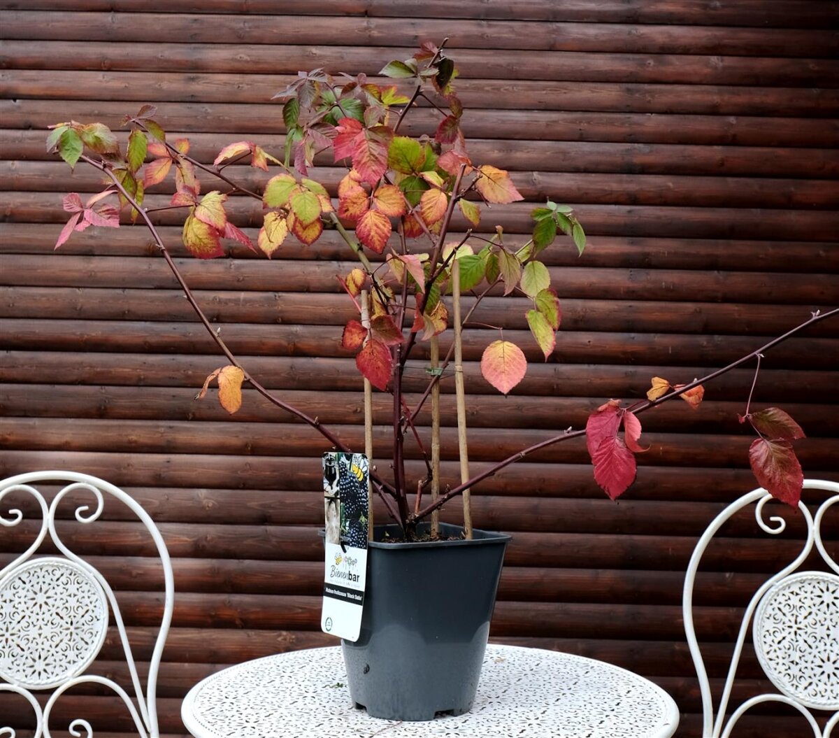 Brombeere 'Black Satin' Rubus fruticosus, 17,95