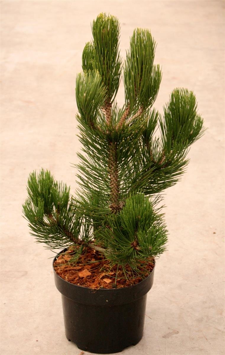 Schlangenhaut-Kiefer – Pinus heldreichii 'Compact Gem', 44,95