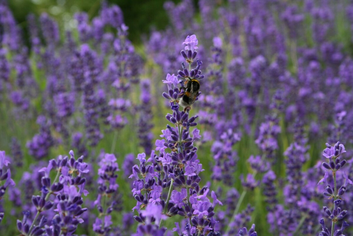 Lavendel 'Hidcote Blue' - Lavandula angustifolia 'Hidcote Blue' Staud ...