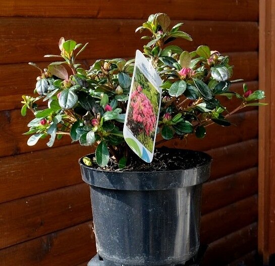 Japanische Azalee 'Canzonetta' Rhododendron obtusum, 13,00