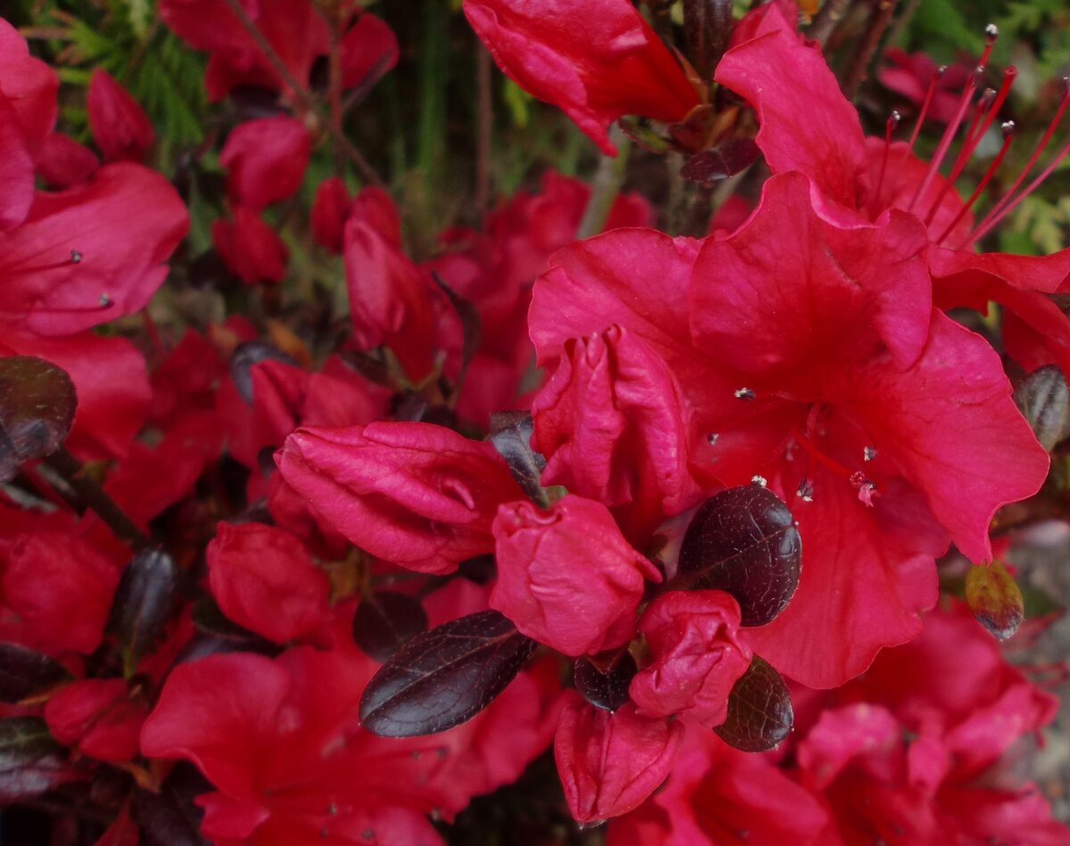 Japanische Azalee 'Johanna' Rhododendron optusum, 13,00
